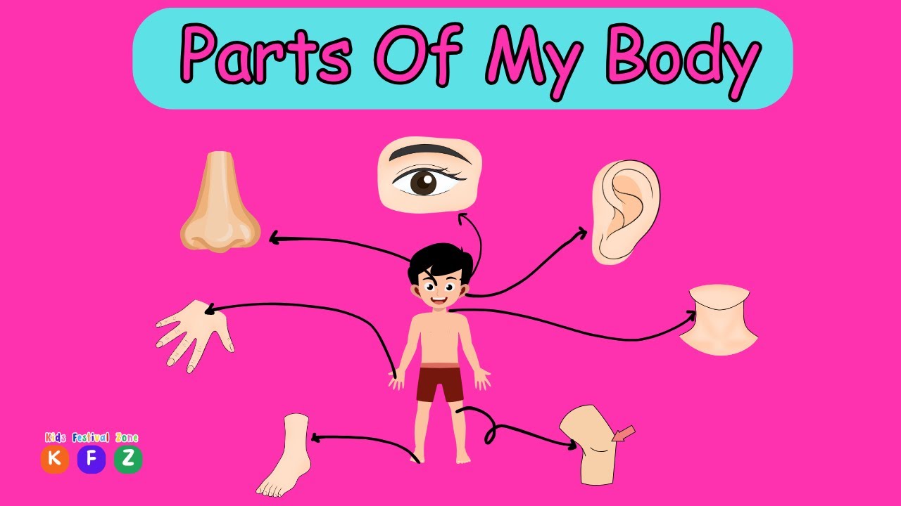 Learn Body parts, Body Parts Learning For Kids, Body Parts Name, Fun ...