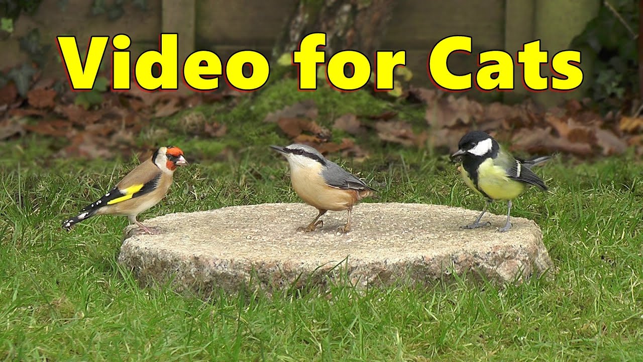 Videos for Cats to Love ~ Birds From A Cats Perspective - YouTube