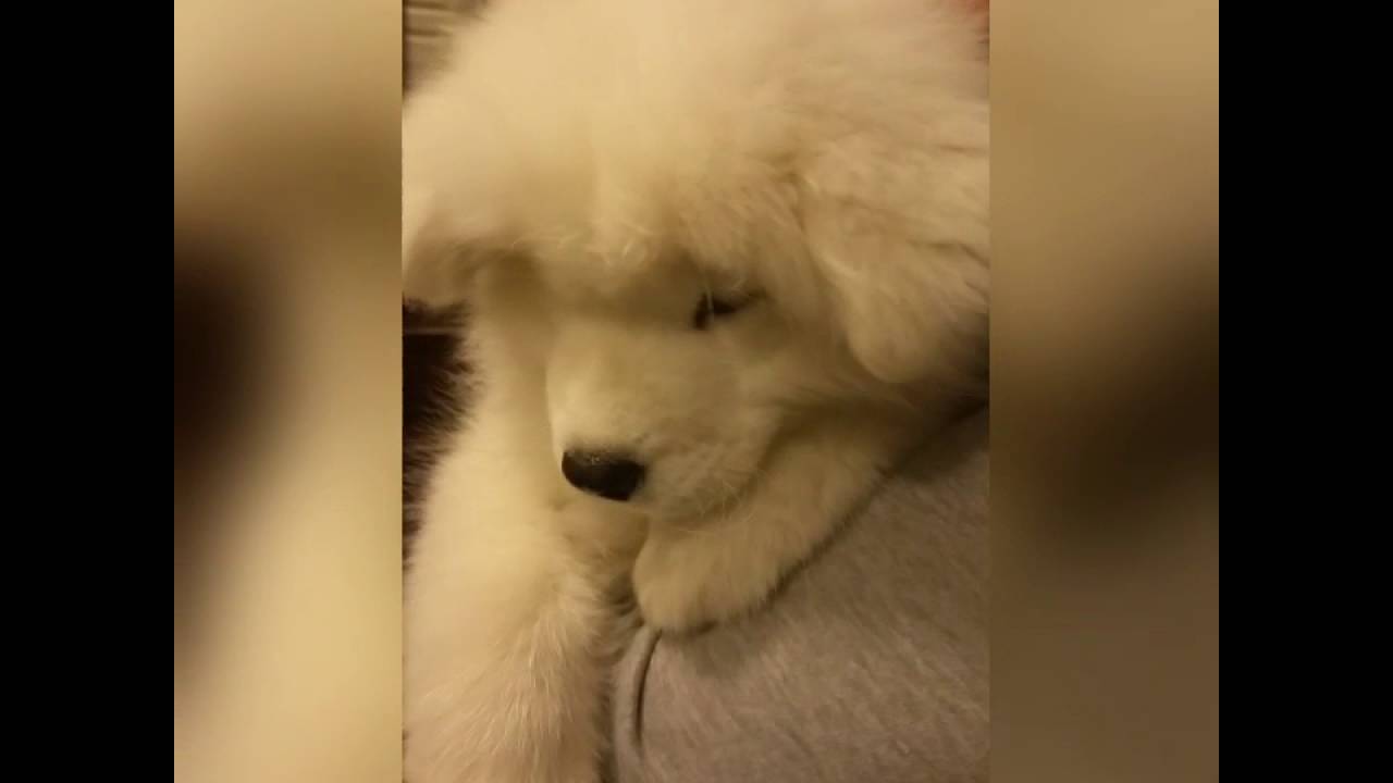 Hugging a sleepy samoyed puppy - YouTube