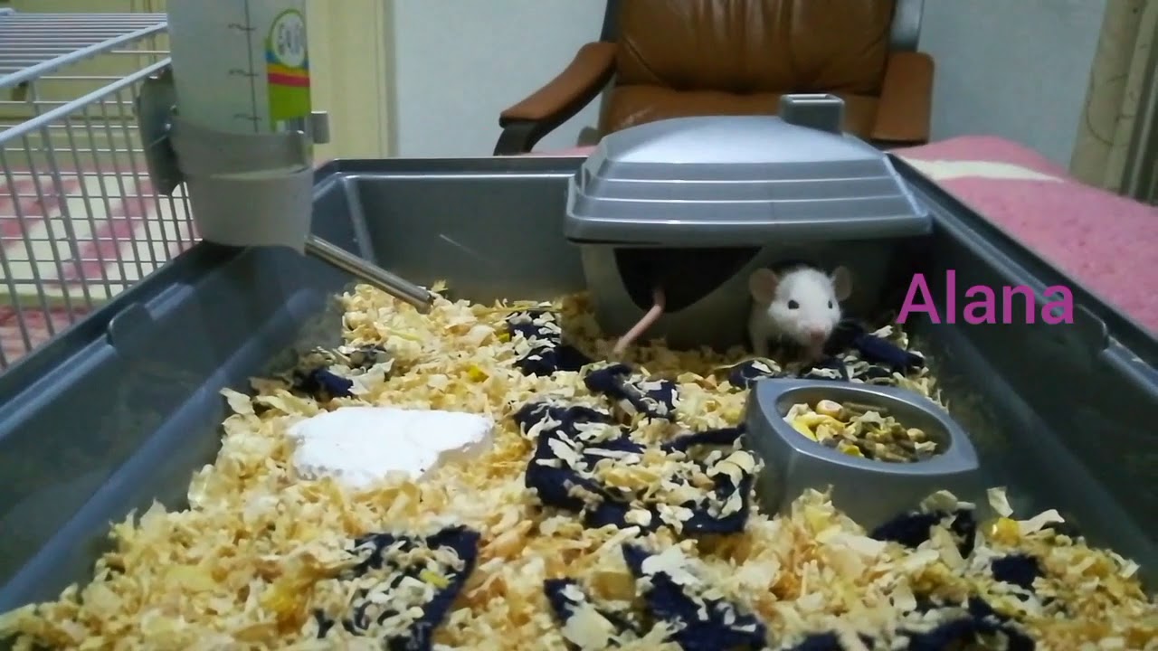 Rata rex, ratas domésticas (Rata Rex y Rata Norvegicus) - YouTube