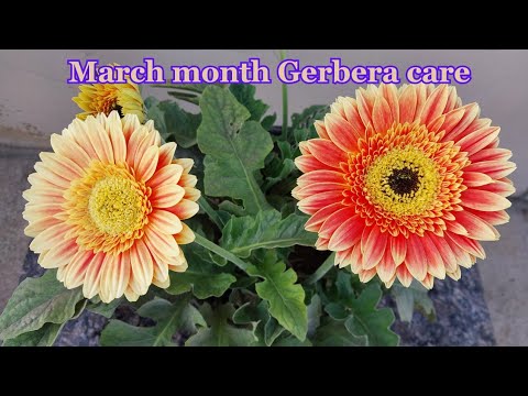 March month Gerbera care. Best fertilizer for Gerbera flower plant ...