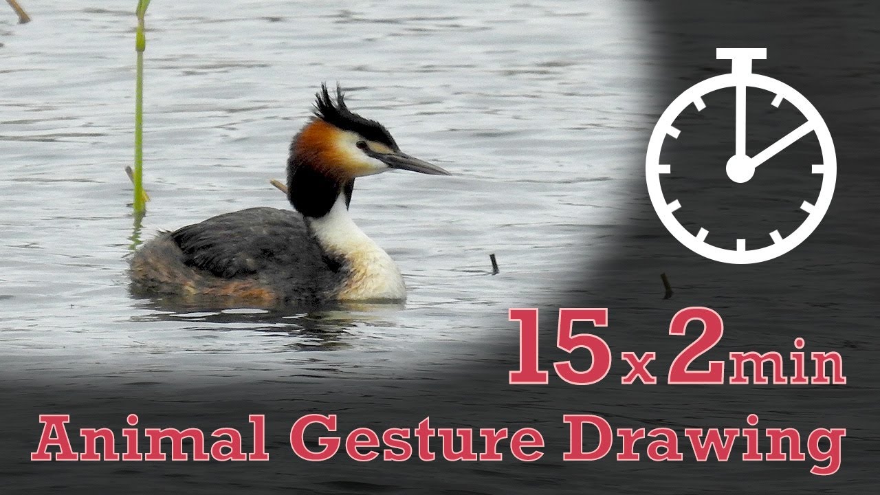 Animal Drawing References #106 - 15x2min poses - Great Crested Grebe ...