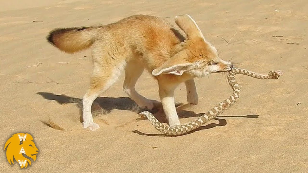 Fox VS Snake Incredible Fight - YouTube