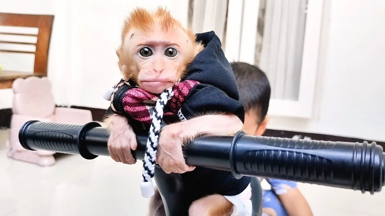 newborn baby monkey OMeGa was very happy to be invited to cycle with ...