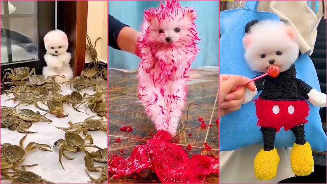 Cute and Funny Puppy Moment ️ - YouTube