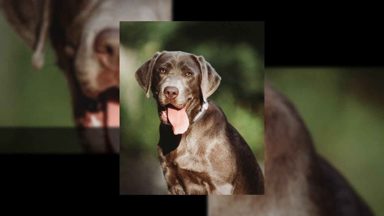 Gilbert Dogs - YouTube