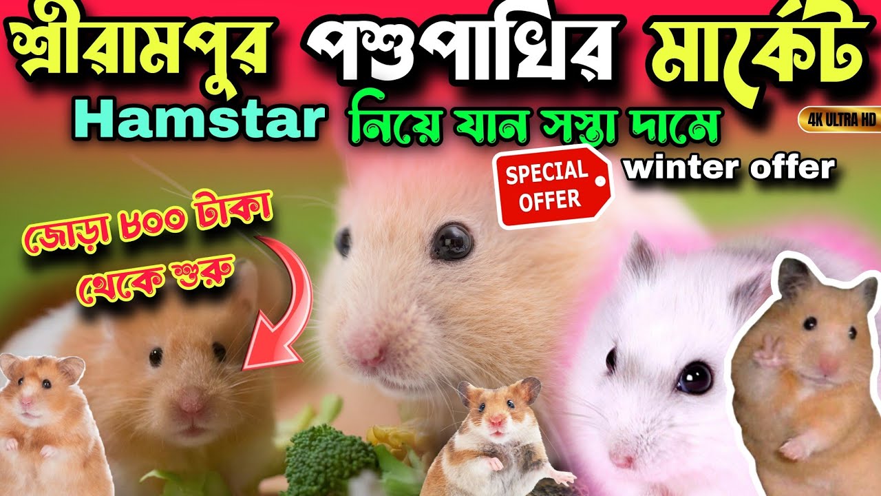 Hamster market in India || Serampore pet market || Hamster price in ...