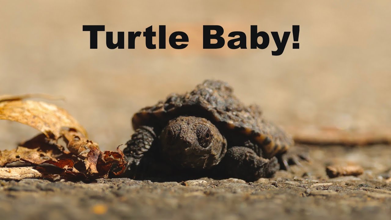 Summer Wetlands with Birds & Turtles - YouTube