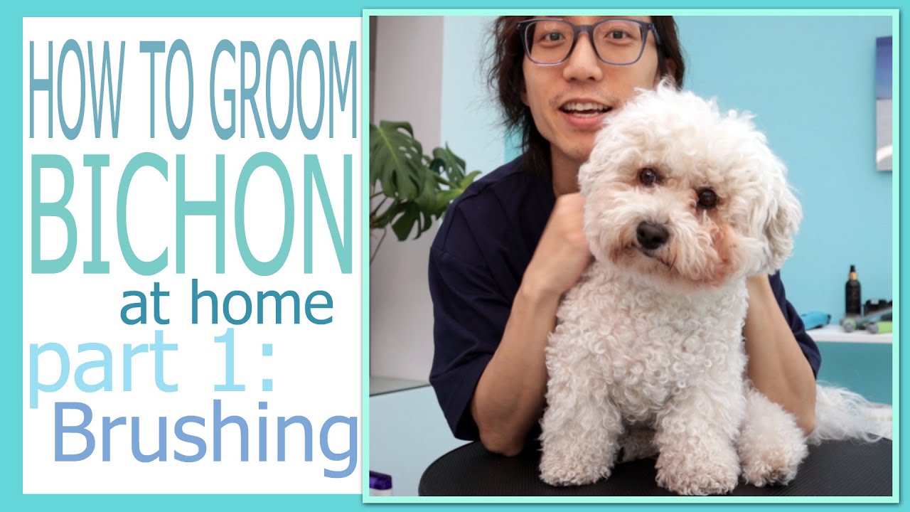 How to groom bichon at home Part 1: brushing - YouTube