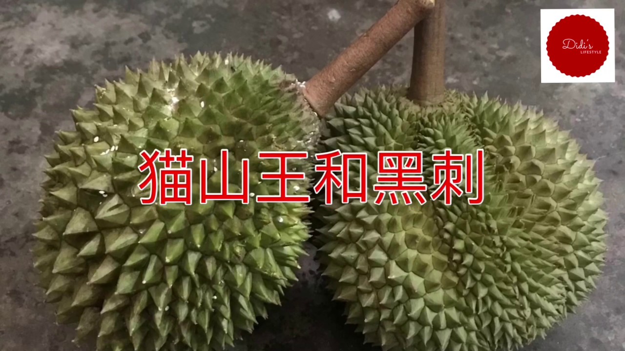 吉南三巴央榴莲～ 猫山王和黑刺 Junjong Durian~ Musang King and Black Thorn - YouTube