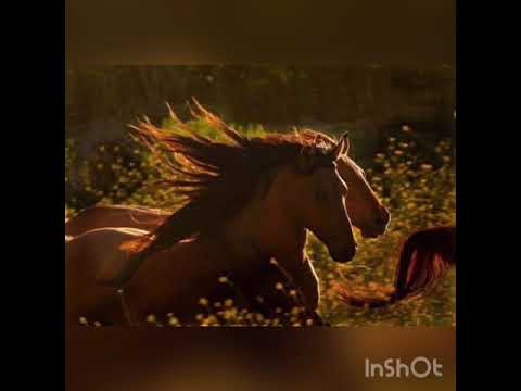 Hercai Dizi Müziği ~ En çok dağlar ağladı sana