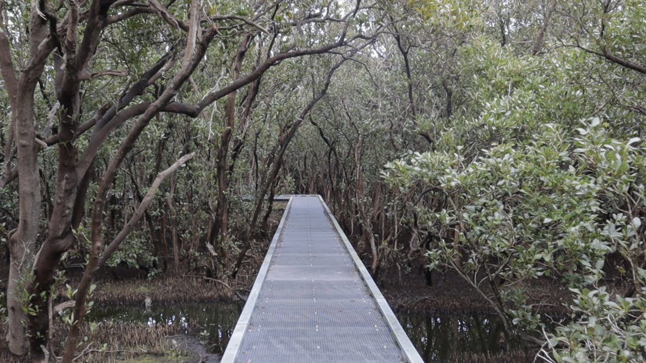 The Largest Area Of Grey Mangroves In Sydney | Walking Through Badu ...