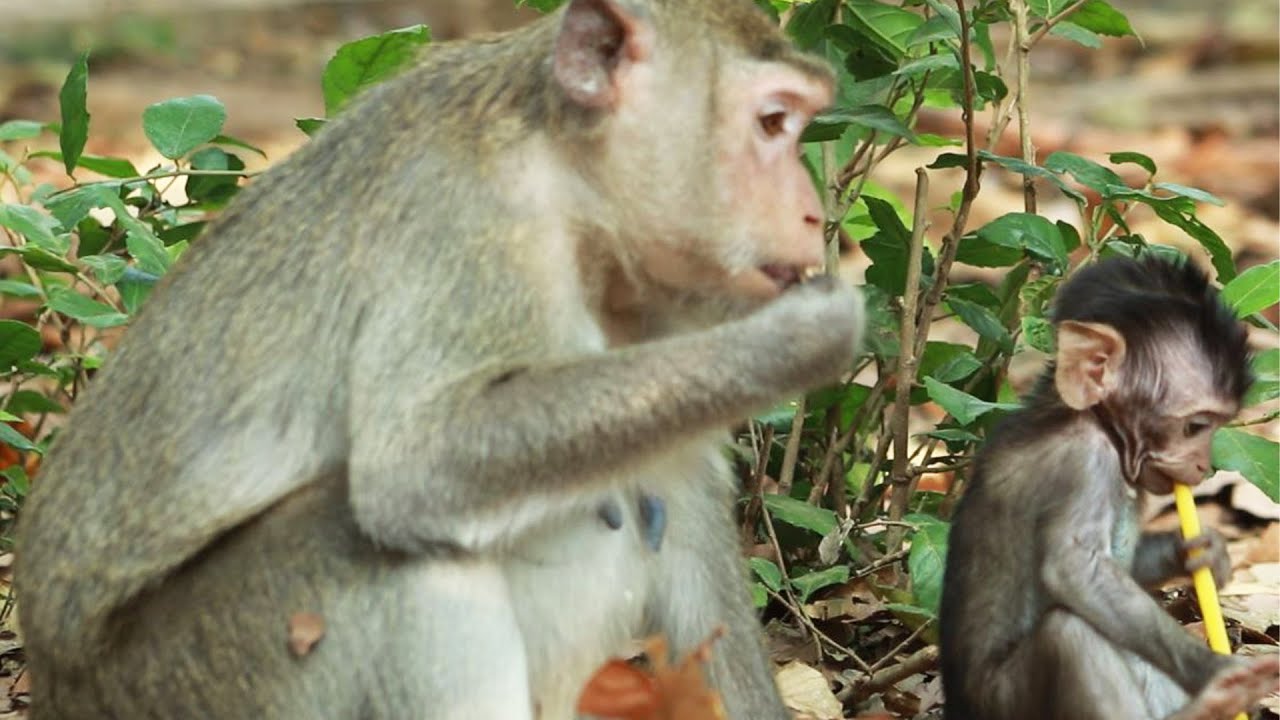 Anita Young Mum Come To Sit with Sweet Mama Piper- Pick walking -on ...