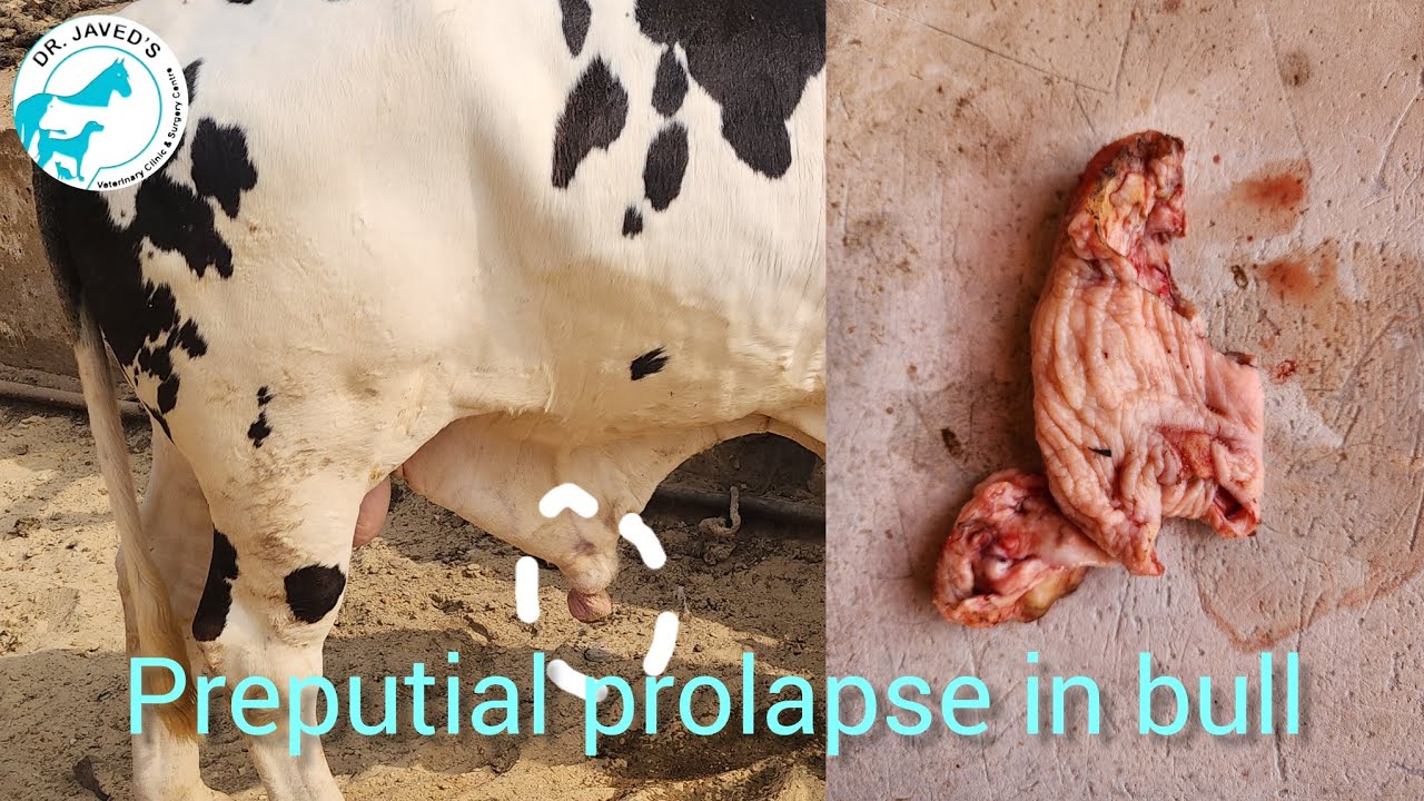 Preputial prolapse successful treatment of bull. - YouTube