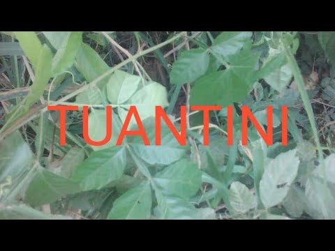 Man power or the Power of (" TUANTINI" )- By Omanhene Yaw Abranti3 ...