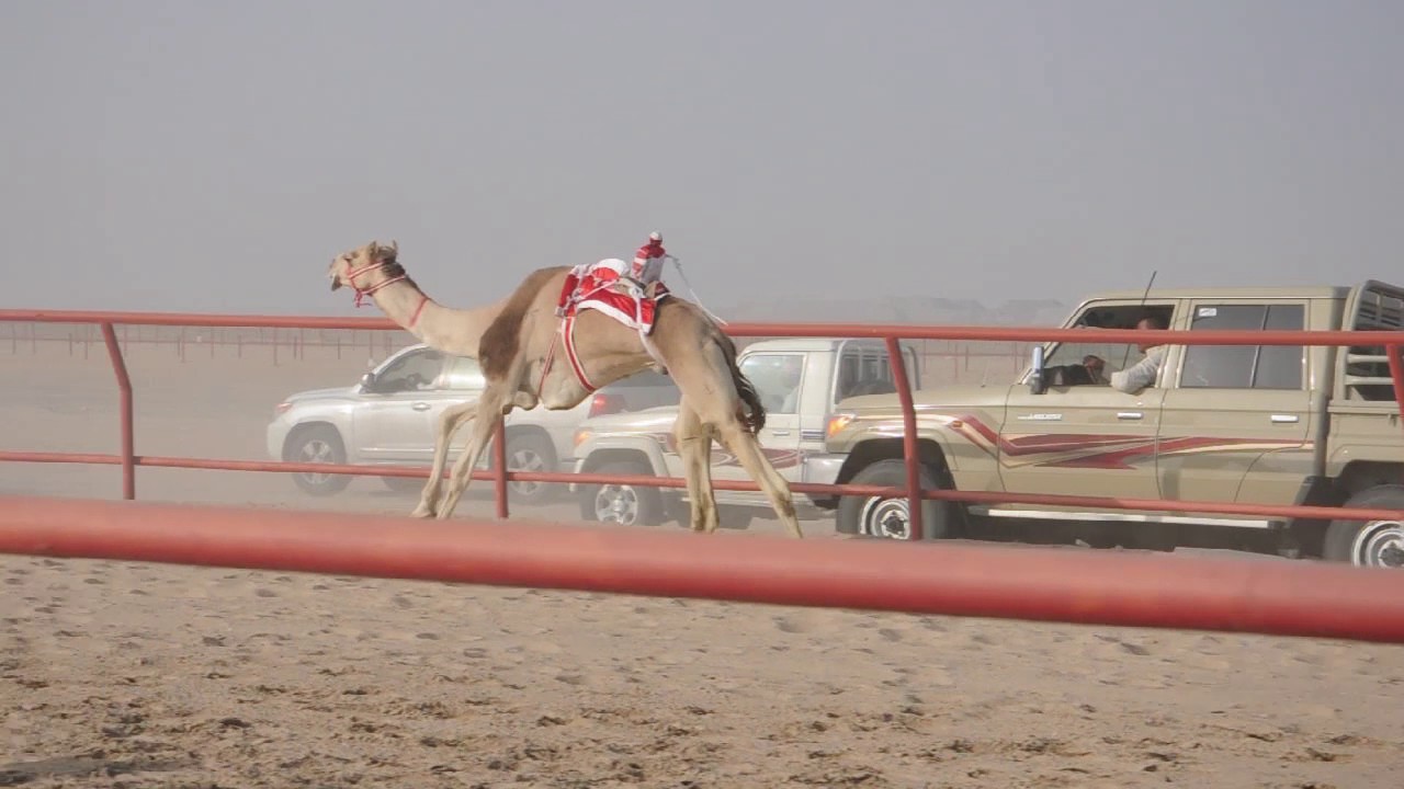 Camel Race Kuwait 2017 - YouTube