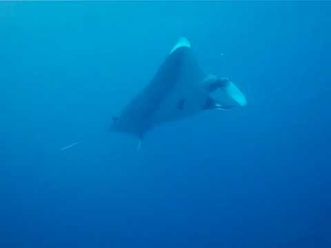 Scuba Diving with a Manta ray in Costa Rica - YouTube