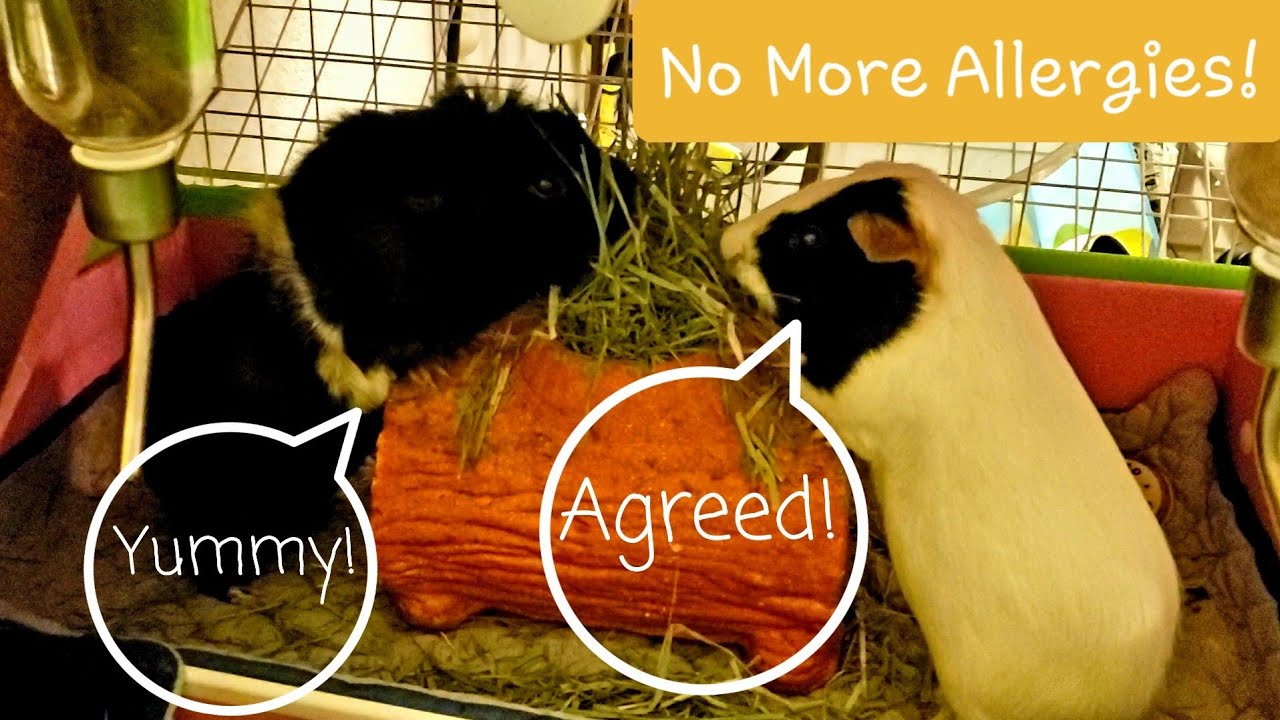 My Guinea Pigs are Picky | Wednesday Vlog #38 - Guinea Pig Café - YouTube