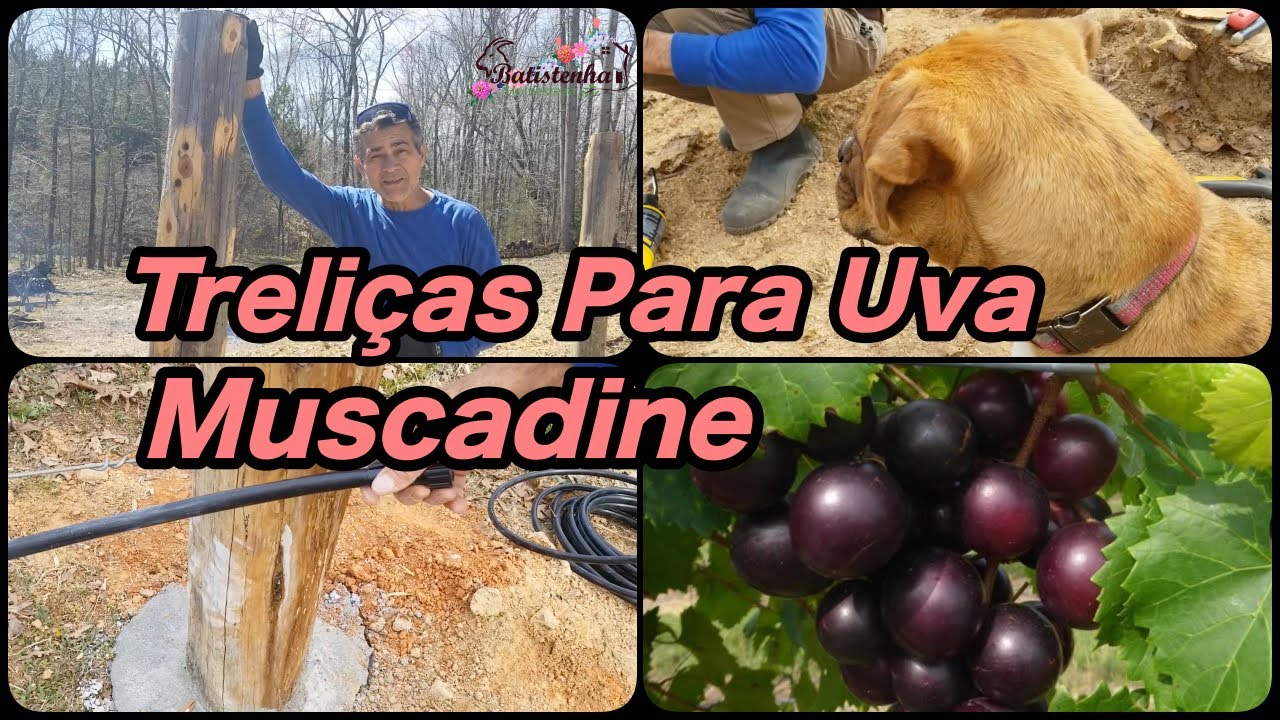 Treliças Para Uva Muscadine / Muscadine Grape Trellises - YouTube