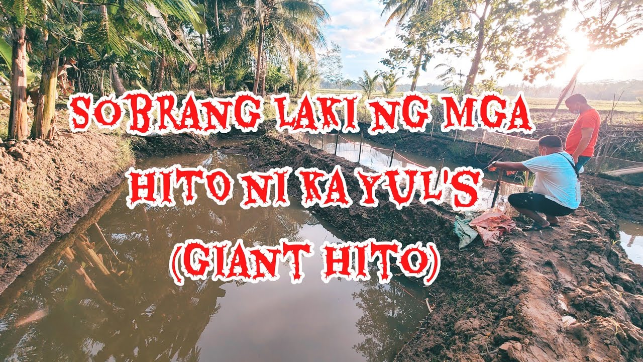 Giant Hito in the farm of Ka Yul's - YouTube