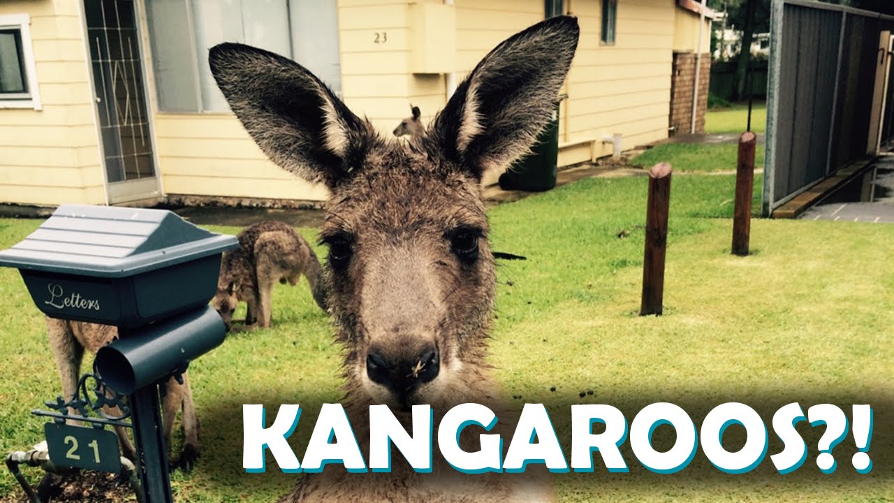 KANGAROOS ON THE STREET IN AUSTRALIA?! - YouTube