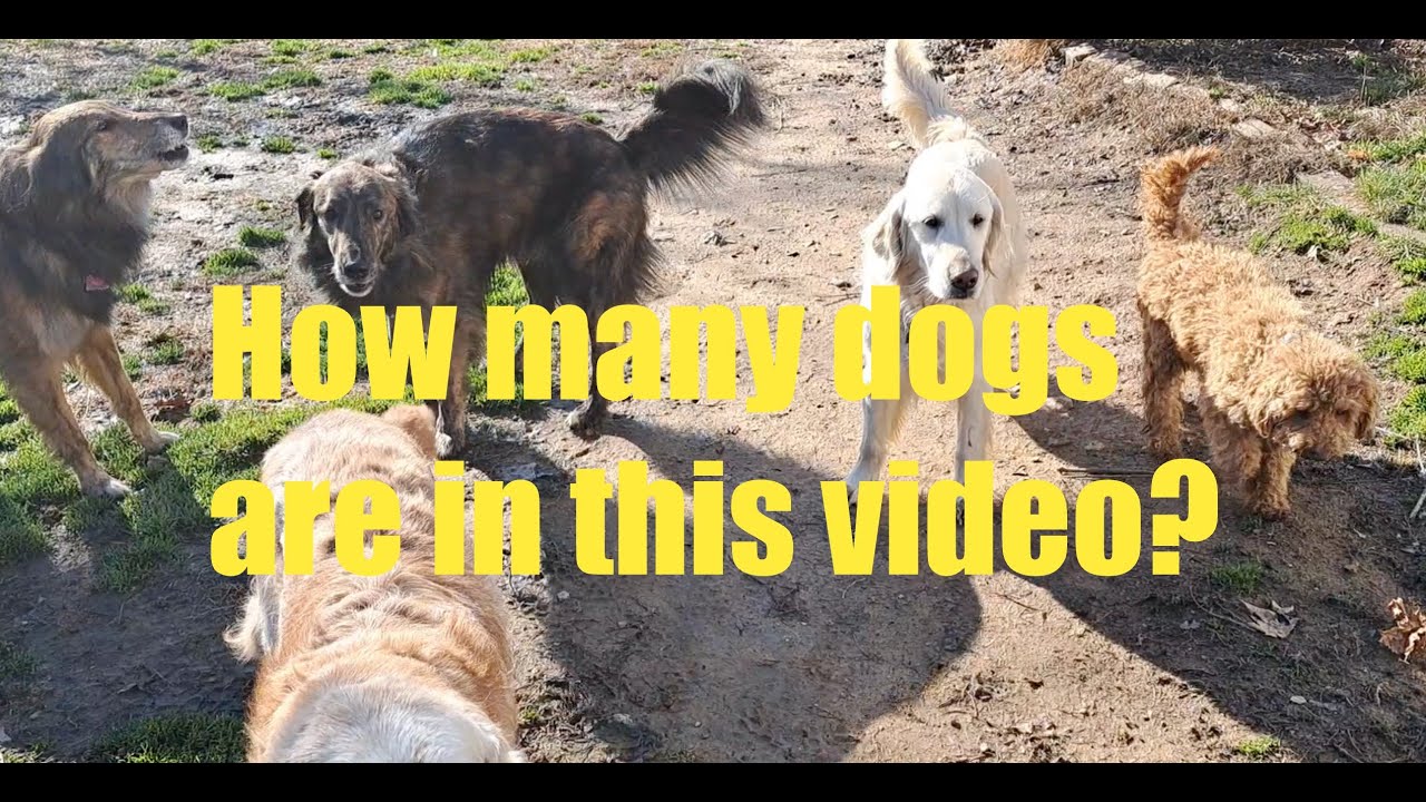 How many dogs are in this video? - YouTube
