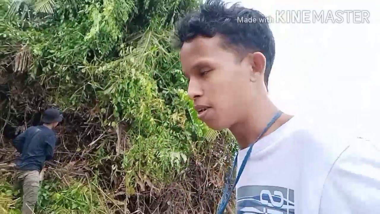 Menebas rumput setinggi pohon kelapa tampa bawa air minum - YouTube