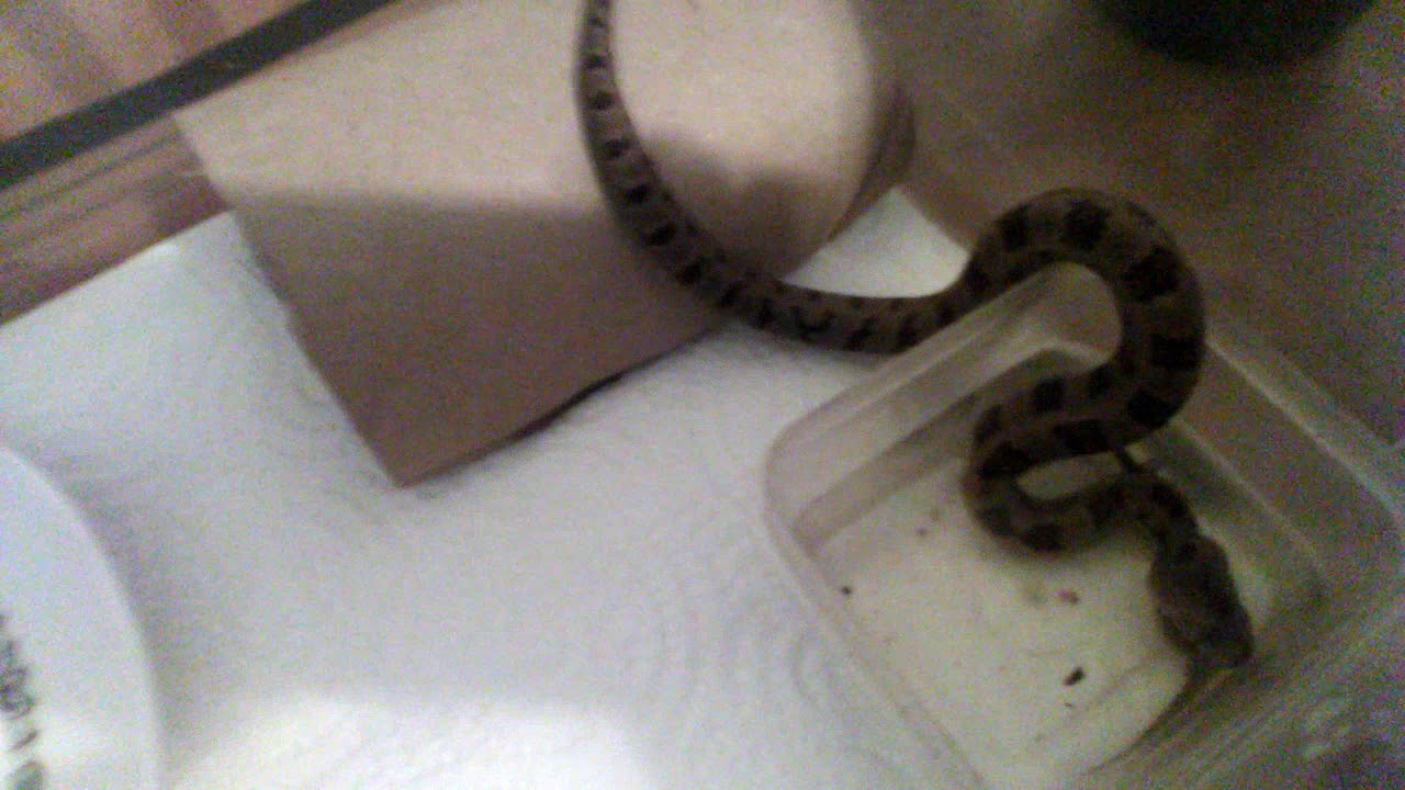 Newborn water snake feeding time - YouTube