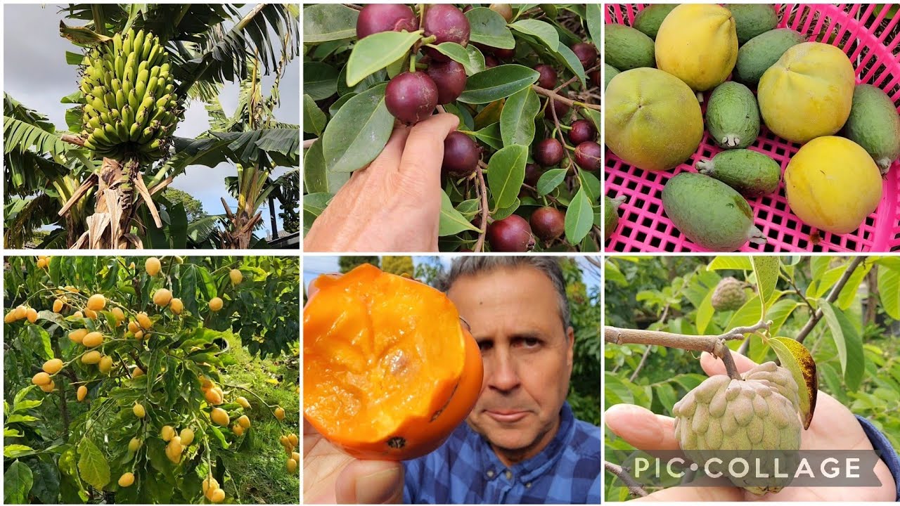 Tropical Fruit Harvesting @ The End Of Autumn - YouTube