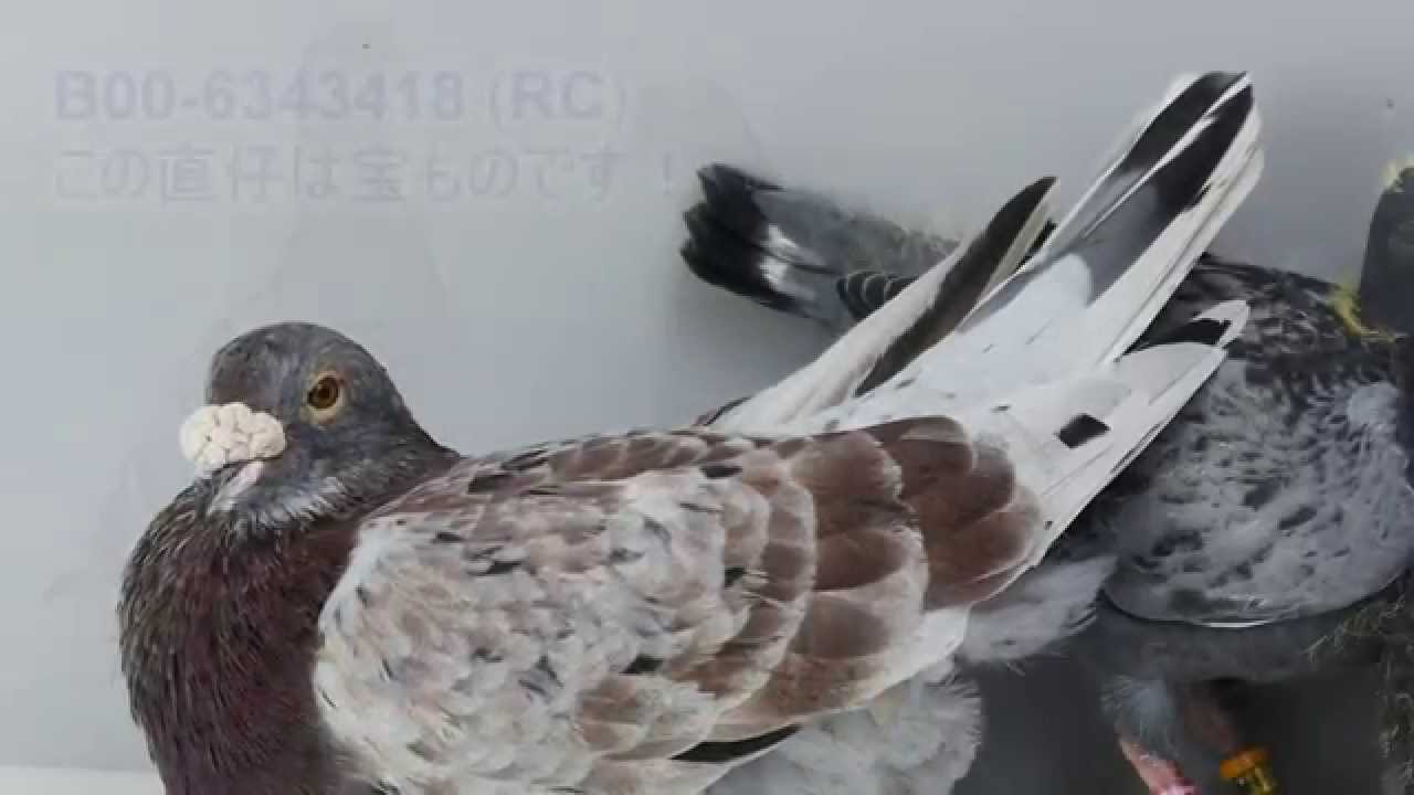 Pigeon (F-3) - YouTube