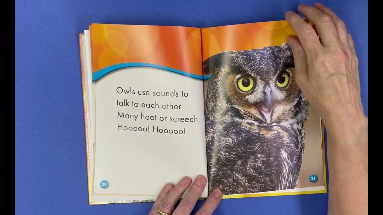 Owls read aloud book - YouTube