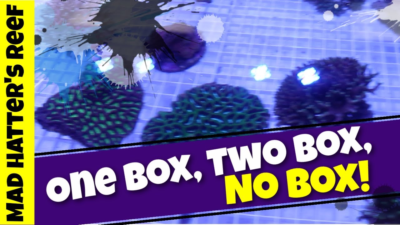 One Box, Two Box, No Box! - YouTube