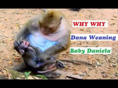 Baby Daniela got By Mother | Dana Doesn't Feed Daniela And Hit daniela ...