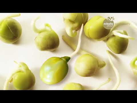 Ana Gain Hair System