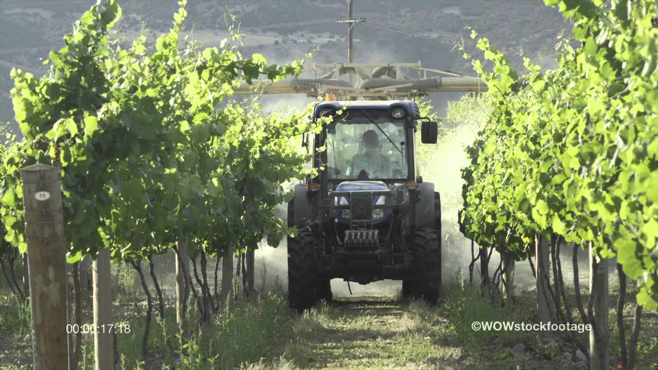 Tractor spraying grapevines SF2149 - YouTube