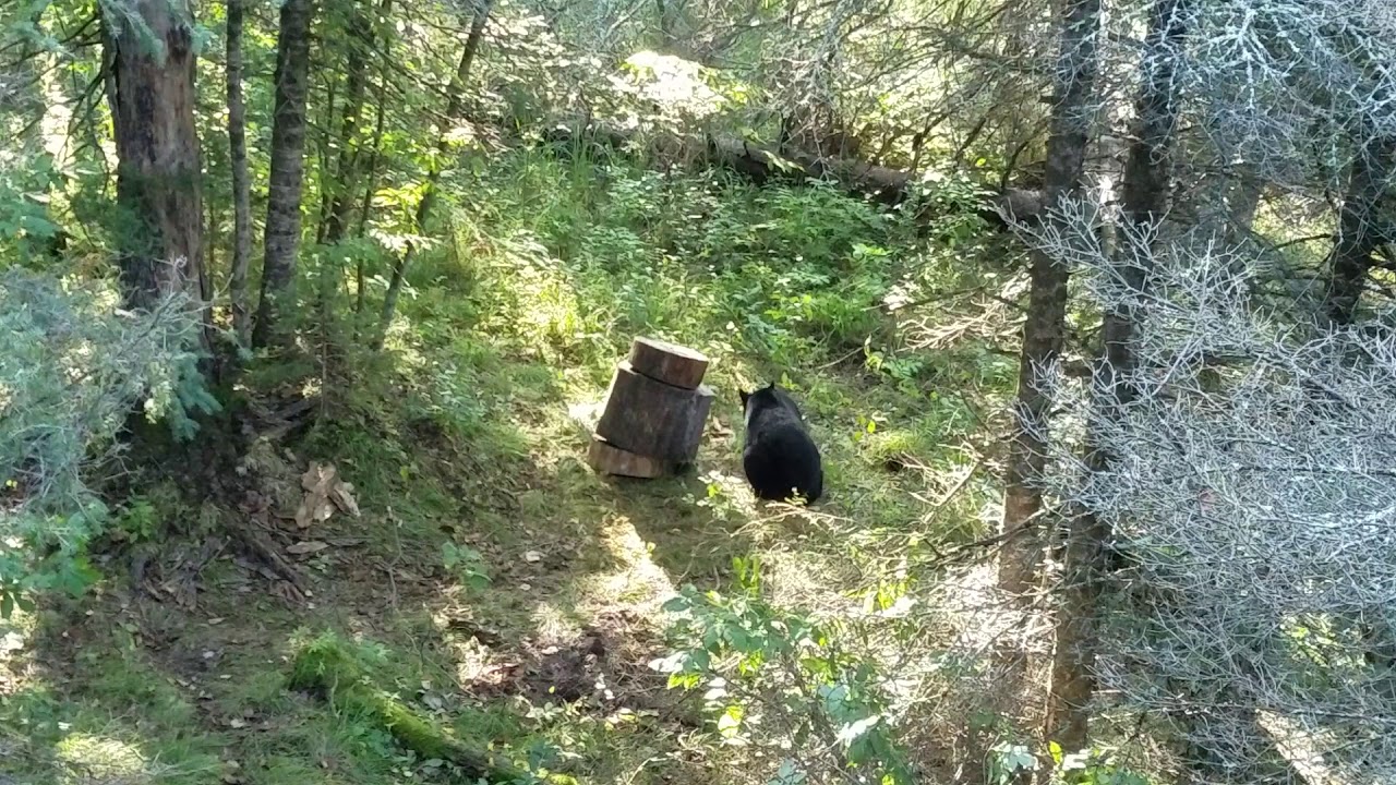 Carney 2018 Bear Hunt - YouTube