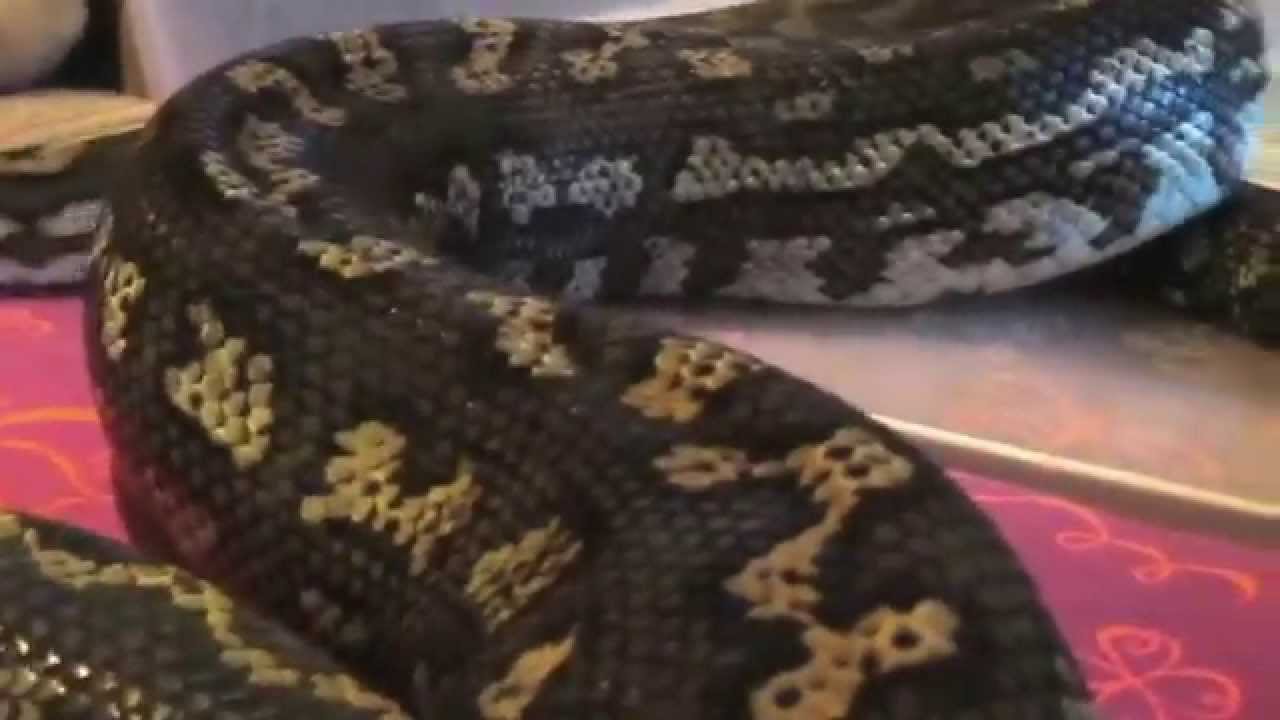 How To Handle Big Constrictors (Video Info) - YouTube