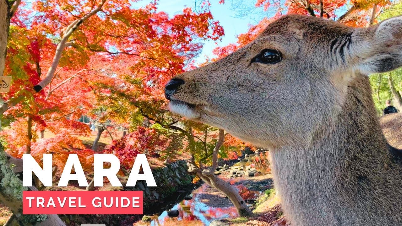 NARA, JAPAN Travel Guide | Happy Trip - YouTube