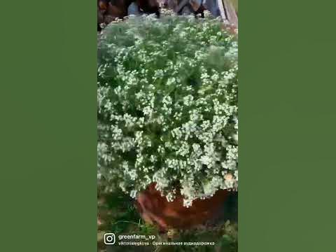 Алиссум вегетативный Сноу принцесс. Обзор из нашего сада. - YouTube