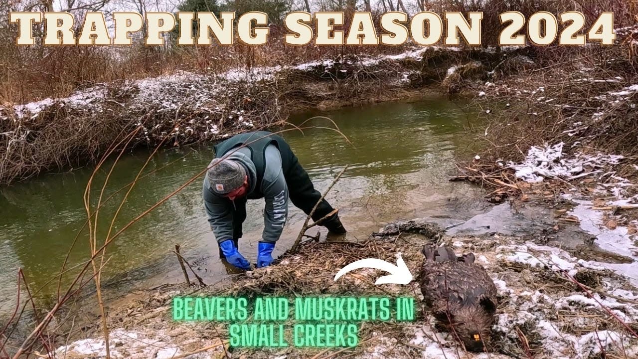 Trapping Season 2024 - Beavers and Muskrats in Small Creeks - YouTube