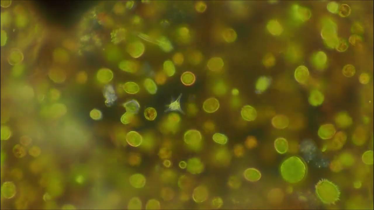 Under the microscope - busy pond water drawn from the pond at Vaour ...