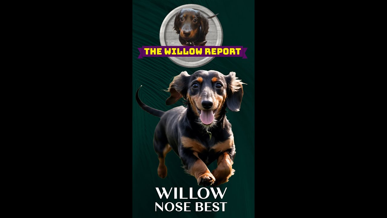 The Willow Report: Willow Nose Best - YouTube