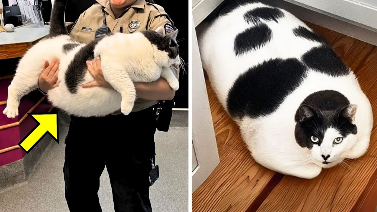 Giant Cat Was Abandoned At The Shelter. Months Later, The Unexpected ...