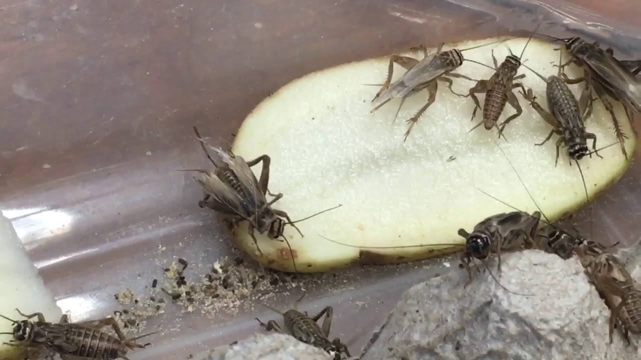 How to Breed Crickets: Female Cricket Maturity - YouTube
