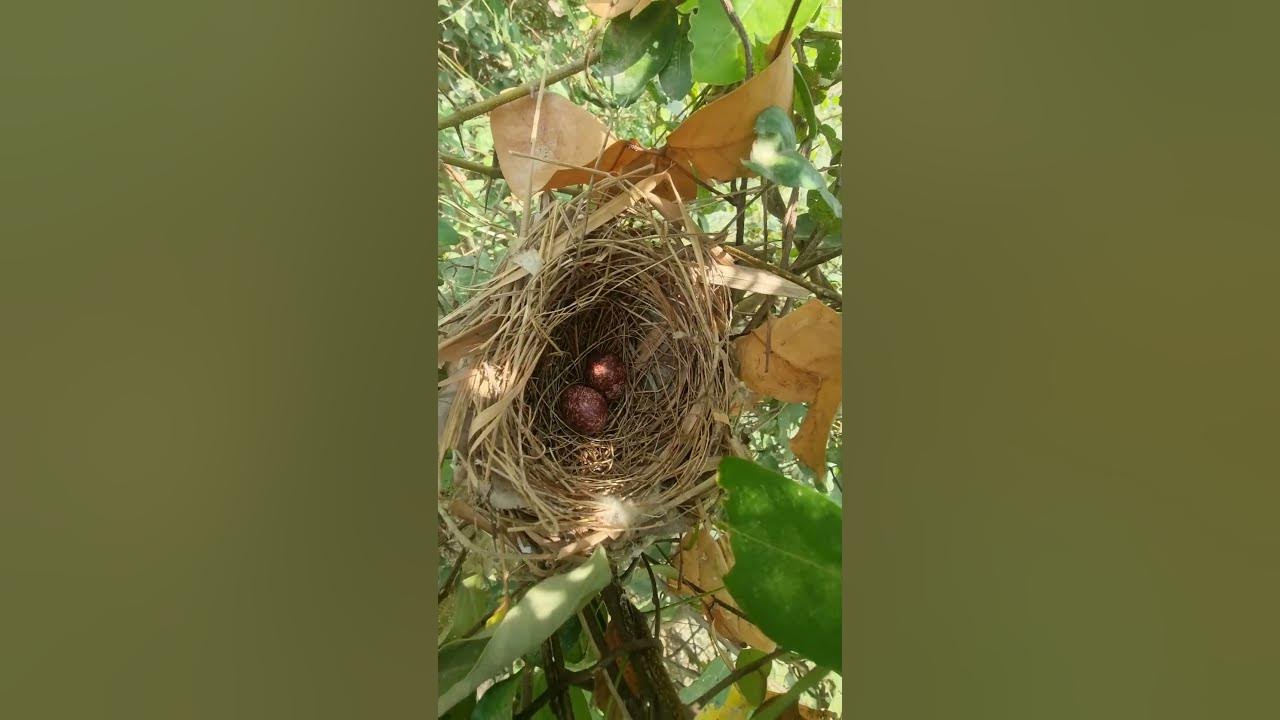 Sparrows make two nests - YouTube