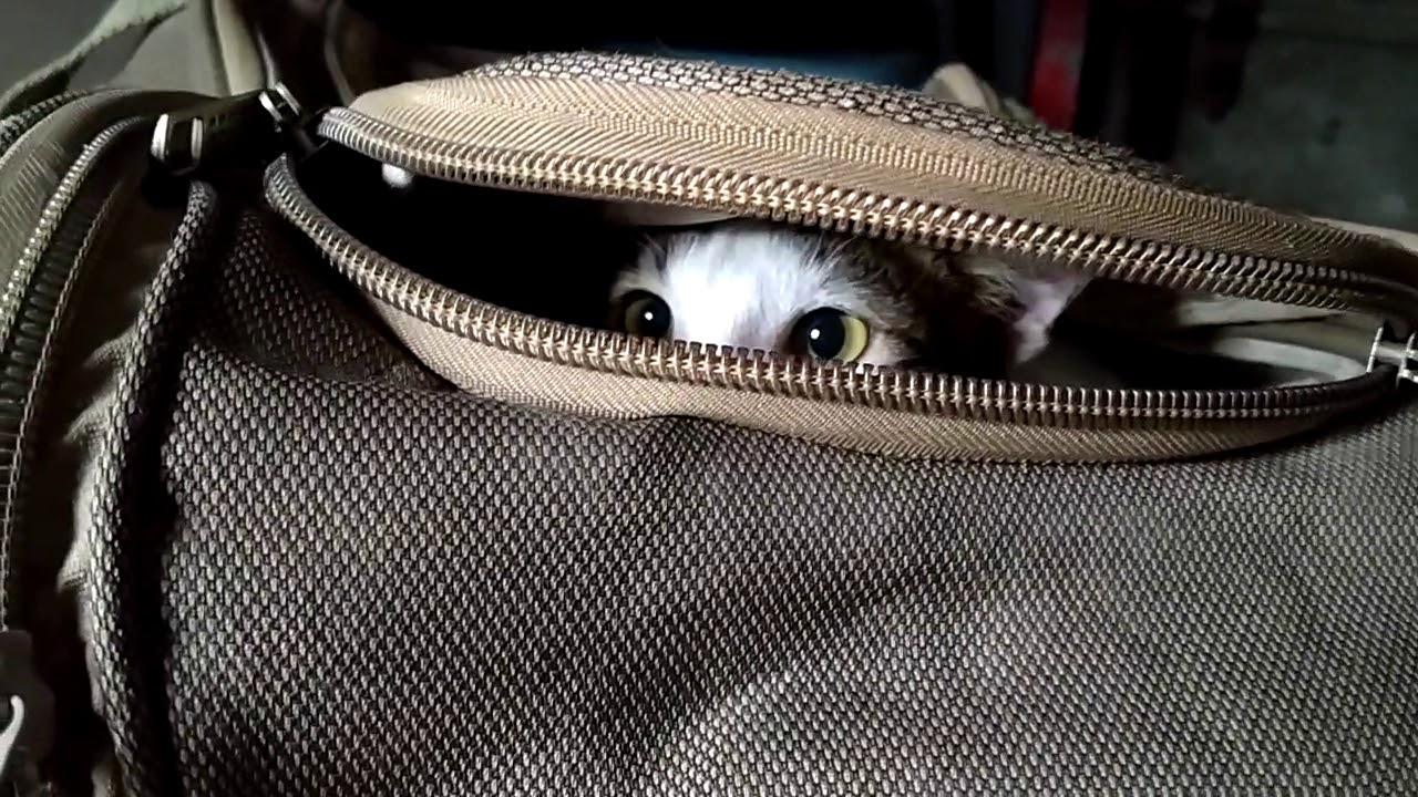 #cat #CID#cutecat #animallover - YouTube