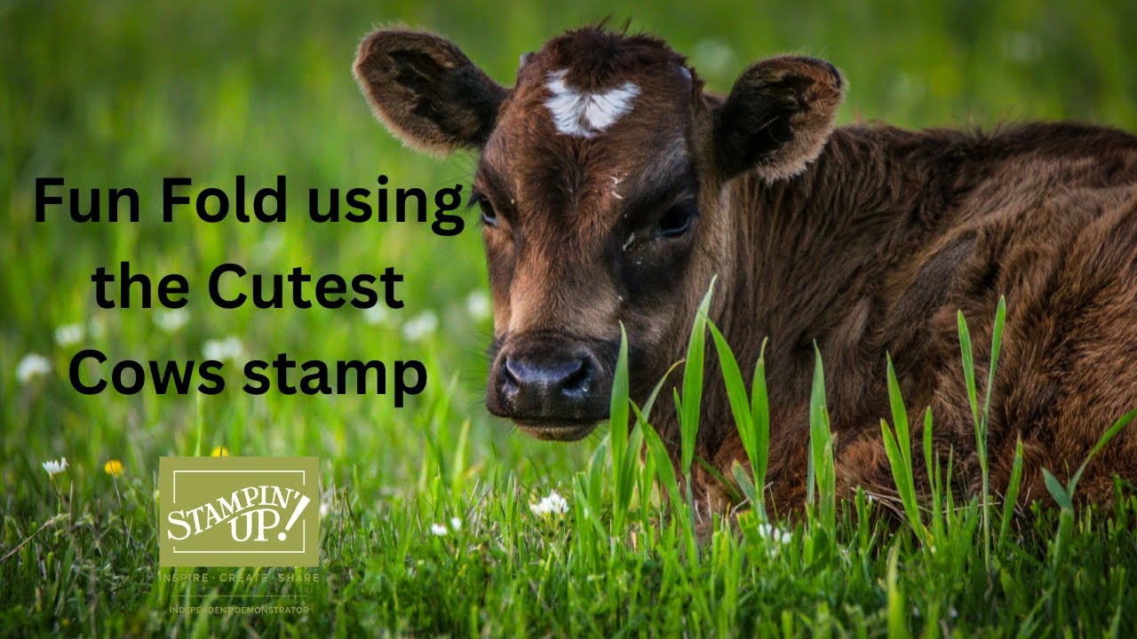 Cutest Cows fun fold - YouTube