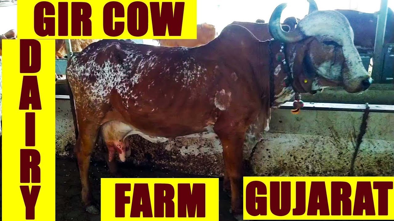 Gir Cow Dairy Farm Gujarat - YouTube
