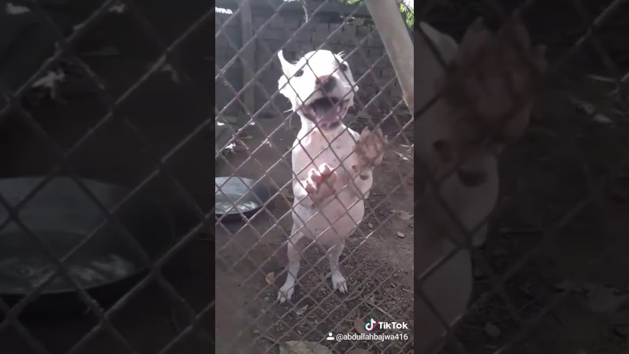 Gultair Dog Sargodha - YouTube