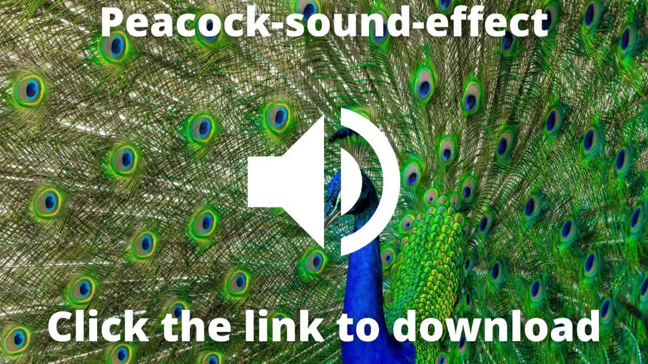 Sound# Peacock-sound-effect - YouTube